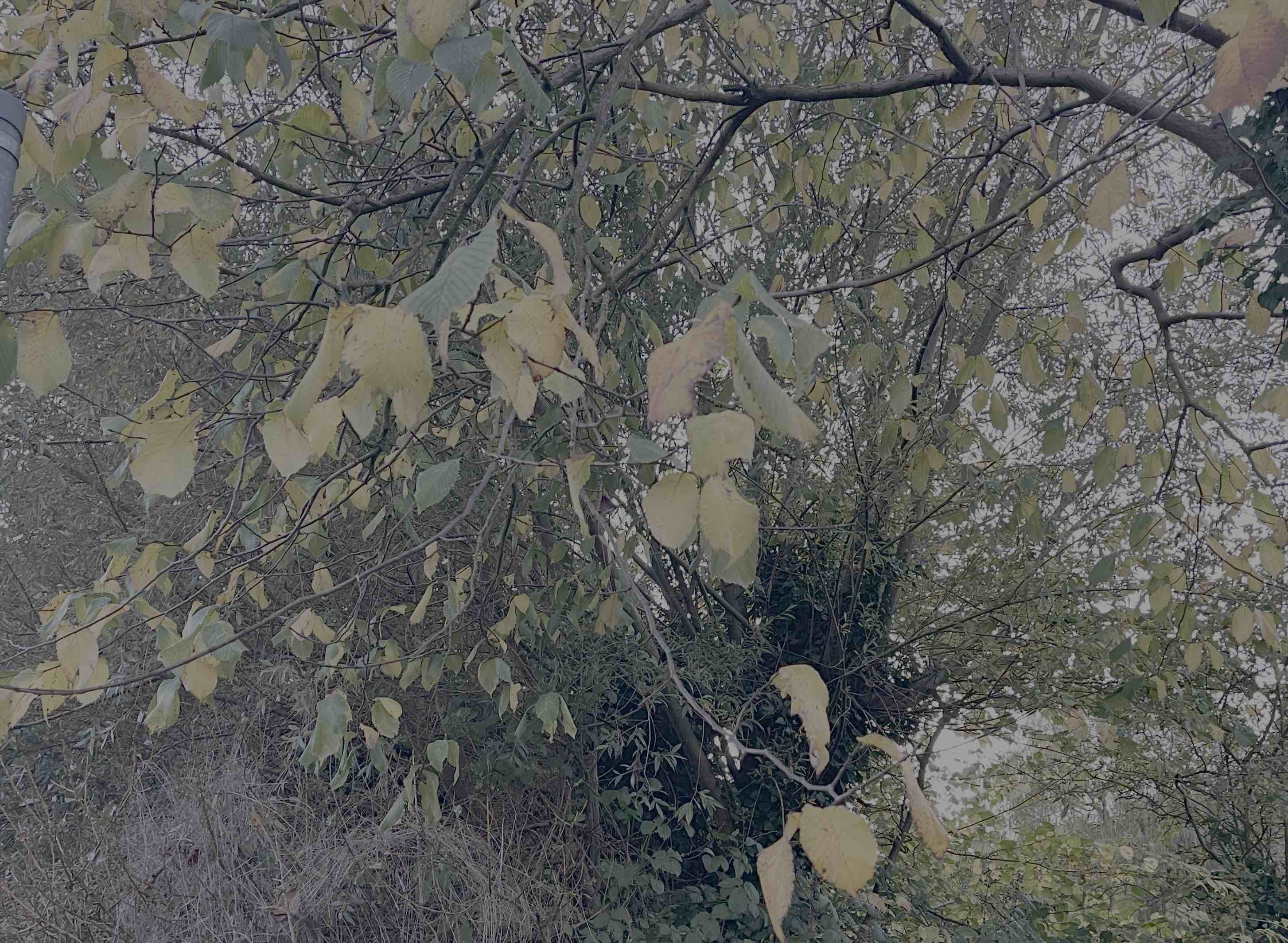 Autumn leaves. – Reflections on life in Poetry and Prose.